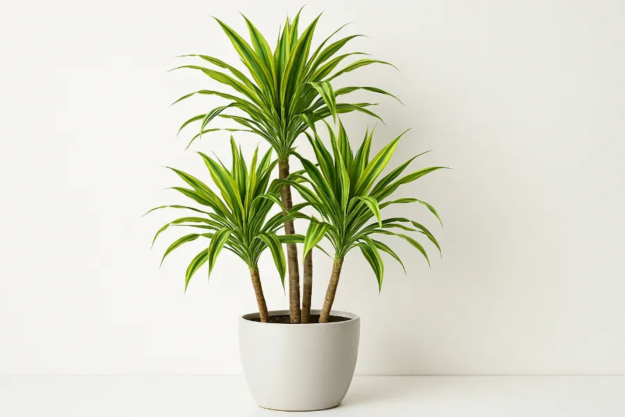 Dracaena artificial – Arbusto Real